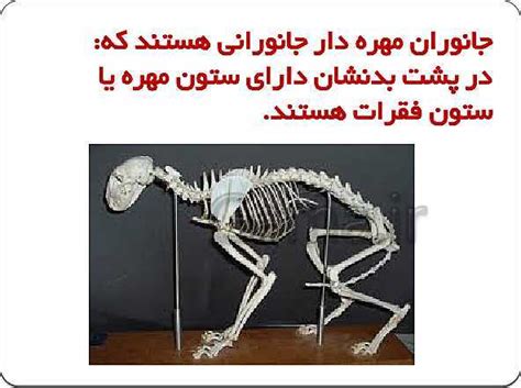 پاورپوینت علوم تجربی سوم دبستان درس 12 جانوران مهره دار گاما