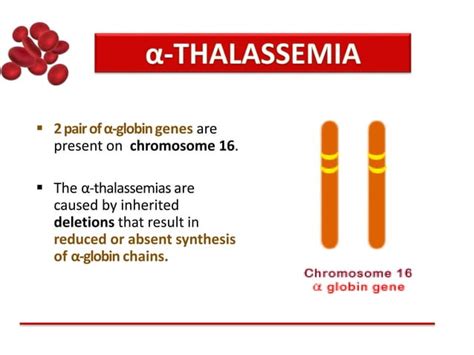 Thalassemia And Pregnancy Pptx