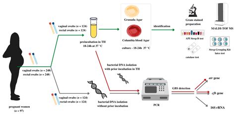 Salmonella Pcr Vs Culture At Caitlyn Boismenu Blog