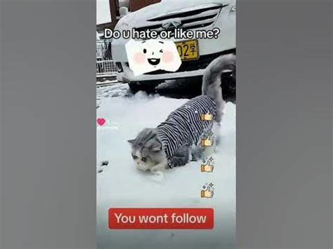 котик зимой гуляет - YouTube