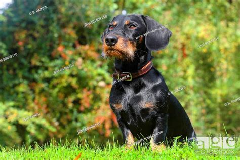 Black And Tan Coonhound Dachshund Mix