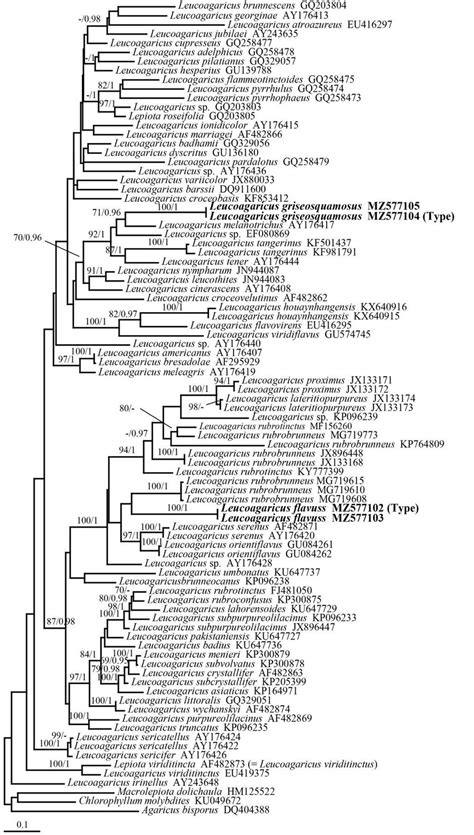 phylogenetic tree based on maximum likelihood analysis of nrits