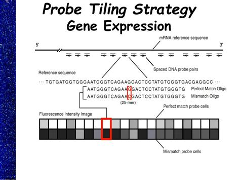 Ppt Microarrays Powerpoint Presentation Free Download Id823689