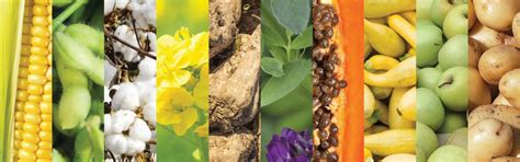 Genetically Engineered Plants