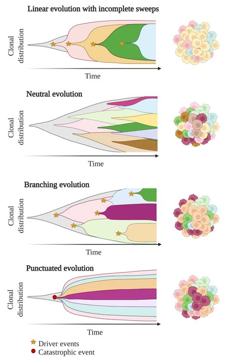 Models Of Tumour Evolution Described By Muller Plots Which Represent Download Scientific