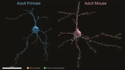 scientists surprised to find primate neurons have fewer synapses than