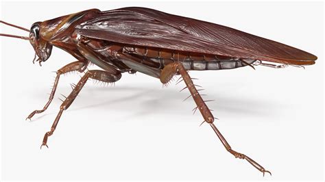 Flying Red Cockroach 3d Model 79 3ds Fbx Max Obj Free3d