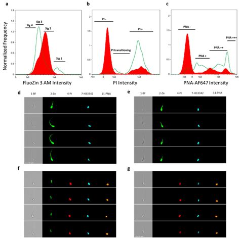 Image Based Flow Cytometry Validation Of In Vitro Capacitation A C Download Scientific