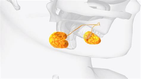 Premium Photo Sublingual Glands And Ducts 3d