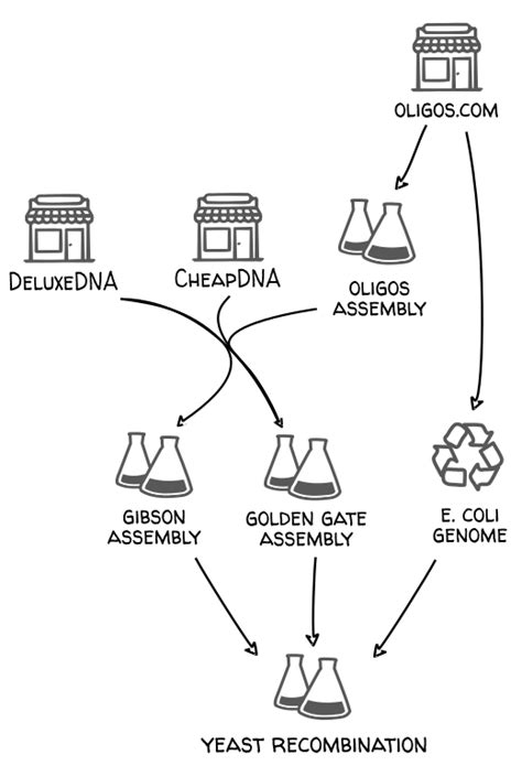 Dna Construction Strategies From Graph Algorithms Bricks And Scissors