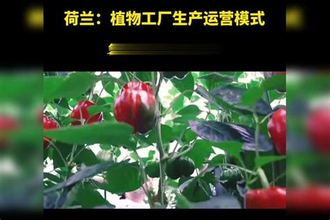 现代植物工厂生产运营模式！作为农业出口大国的荷兰，农业种植的各大环节都是科技！ 荷兰 数字农业 农业 荷兰 运营