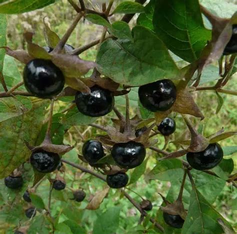 List Of Plants Toxic To Pond Fish Common Poison Species Pond Informer