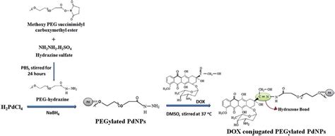 Scheme 1 Schematic Illustration Of The Synthesis Of Pegylated Pdnps By Download Scientific