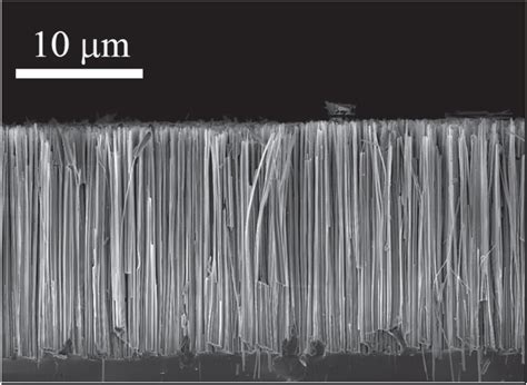 Typical Scanning Electron Microscopy Micrographs Of The Sample Under
