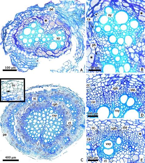 Root Anatomy And Development Of Allionia Incarnata In Cross Section
