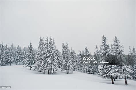 소나무 산 Chomiak에 눈으로 덮여입니다 카 르 파 티아 산맥 우크라이나의 아름 다운 겨울 풍경입니다 프 로스트 자연입니다 0명에 대한 스톡 사진 및 기타 이미지