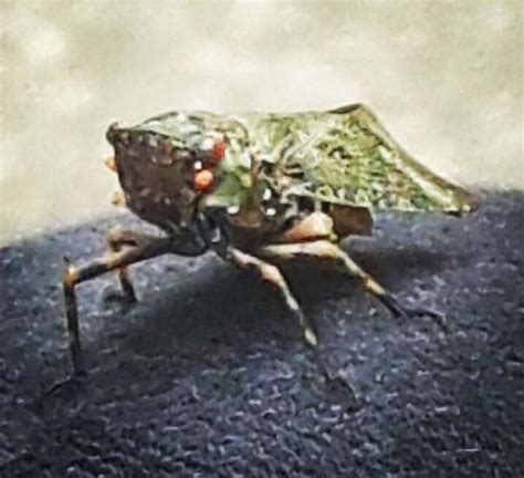 Planthopper Vs Leafhopper Key Differences And Identification Tips Whats That Bug