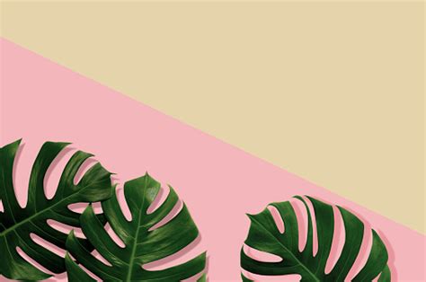 열대 잎 몬스터 분홍색에 그림자녹색 잎 모래 색상 배경 플랫 레이 상단보기 파스텔 색상 그림 열대 이국적인 잎 디자인 초대장 배경 텍스트의 날짜 공간을 저장합니다 0명에