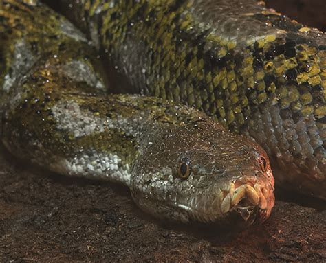 Python Réticulé Les Terres De Nataé