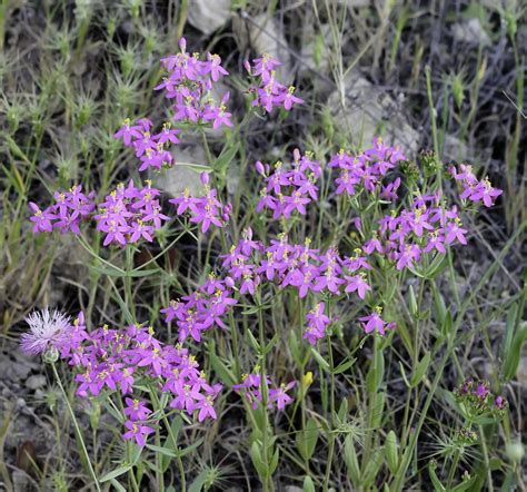 Centaurium Erythraea Biodiversité Végétale Du Sud Ouest Marocain