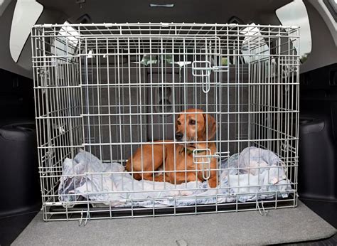 How To Use Crate Training To Housetrain Your Dog Our Life Interrupted