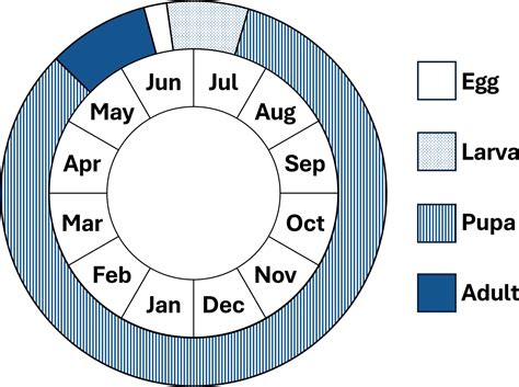 Slender Clearwing Sphinx Moth