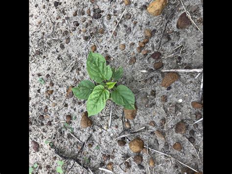 Class Learning Segmentation Roboflow Universe Search