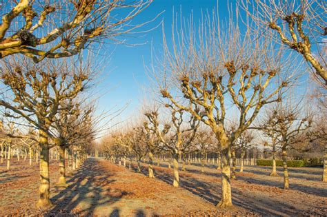 Topiary Trees Trees Range Ebben Nurseries