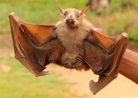 Hammerhead Fruit Bat Guide Facts Diet And Conservation