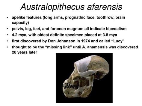 Ppt Ardipithecus Ramidus Powerpoint Presentation Free Download Id623110 Ppt Ardipithecus Ramidus Powerpoint Presentation Free Download Id623110