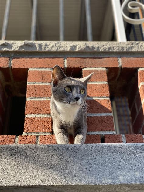 Rate My Cat Her Name Is Ash R Cat
