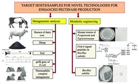 Novel Strategies For Enhanced Pectinase Production Download Scientific Diagram