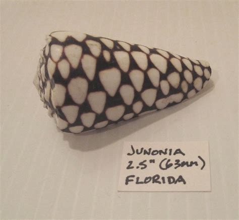 Volute Junonia Shell 2 5 Inch Or 63mm Florida
