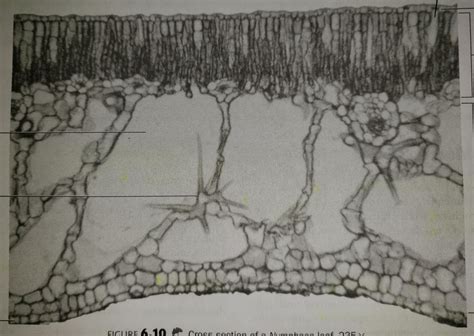Hydrophyte Leaf 610 Diagram Quizlet