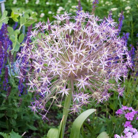 Complete Guide To Growing Allium Allium Care Bulb Blog