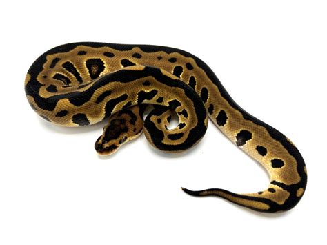 Leopard Crypton Royal Constrictor Designs