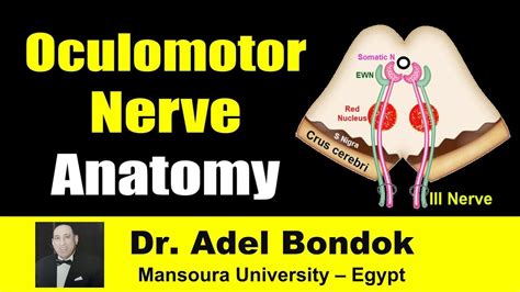 Oculomotor Iii Nerve Clinical Anatomy Dr Adel Bondok Youtube