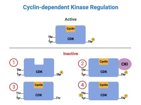 Interpreting A Diagram Of Cyclin CDK Interactions Practice Biology