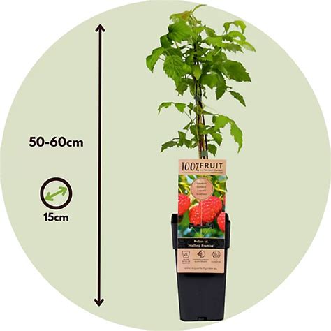 Raspberry Plant 2 Pcs Rubus Idaeus Malling Promise H50 60cm Pot 15cm