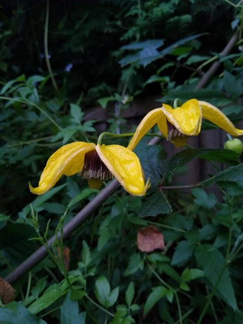 Powojnik Bill MacKenzie jesień na pergoli Ogród Maryli Blog