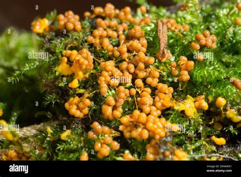 Thread Fruiting Slime Mould Many Spherical Yellow Orange Fruiting