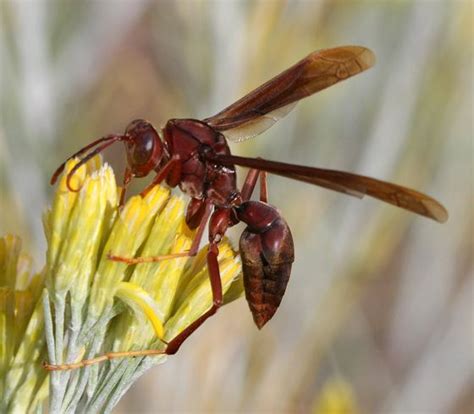 Vespoidea Alchetron The Free Social Encyclopedia