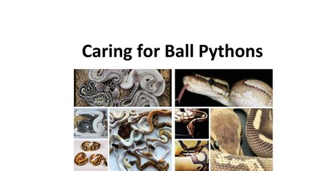 Ball Python Care Guidepdf Docdroid