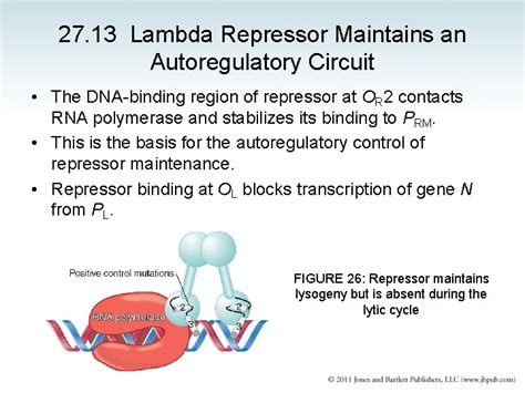 Chapter 27 Phage Strategies 27 1 Introduction Bacteriophage