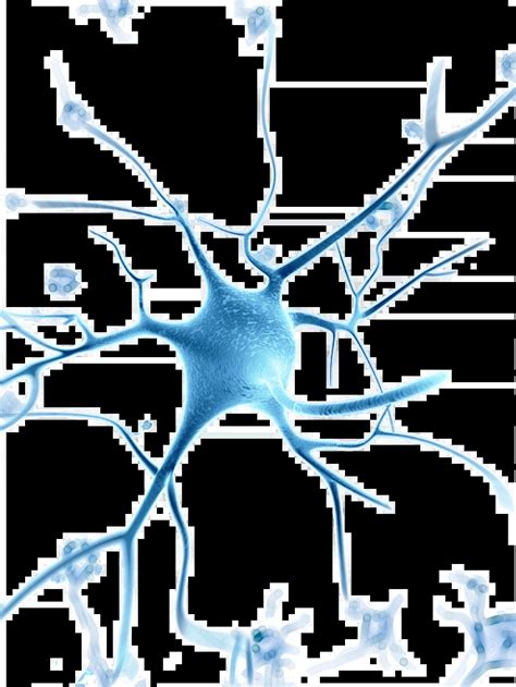 神经元png 1 花瓣网