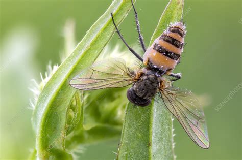 Entomopathogenic Fungus Infection Stock Image F0430729 Science