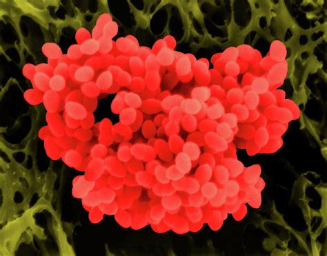 Enterococcus Microscopy Enterococcus Gramstain And Cell