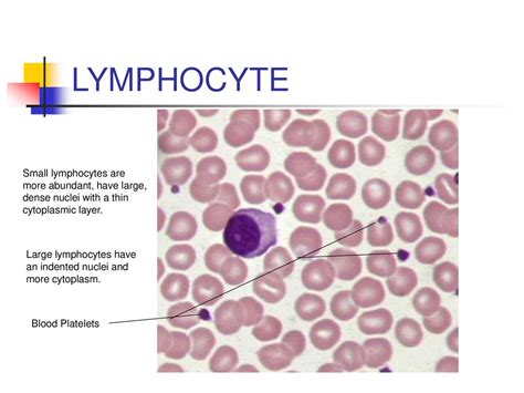 A White Blood Cell Study The Differential Wbc Count Blood Typing Ppt