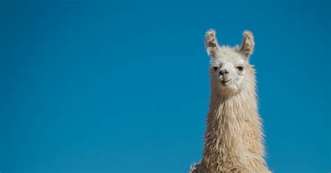 How To Leverage Open Source Llms Locally Via Ollama Knime