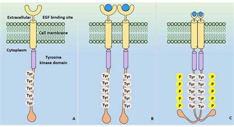 Egfr And Its Application In Cancer Therapy Cusabio